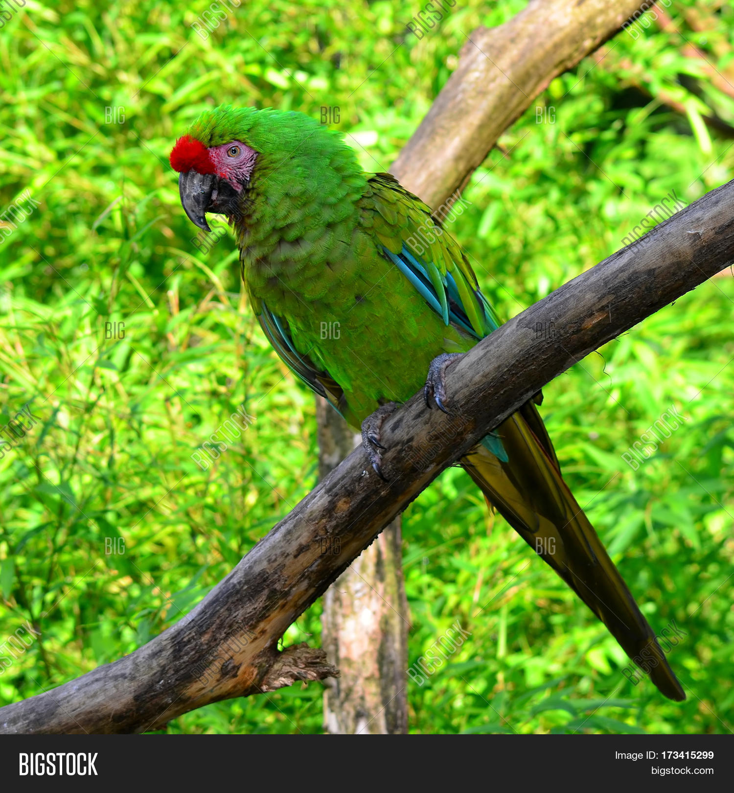 Military Macaw - Ara Image & Photo (Free Trial) | Bigstock