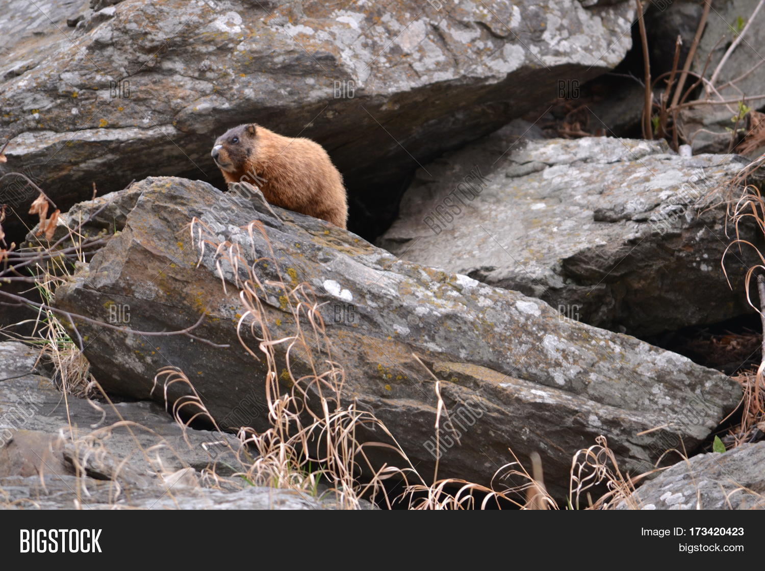 Beaver Wandering Image & Photo (Free Trial) | Bigstock