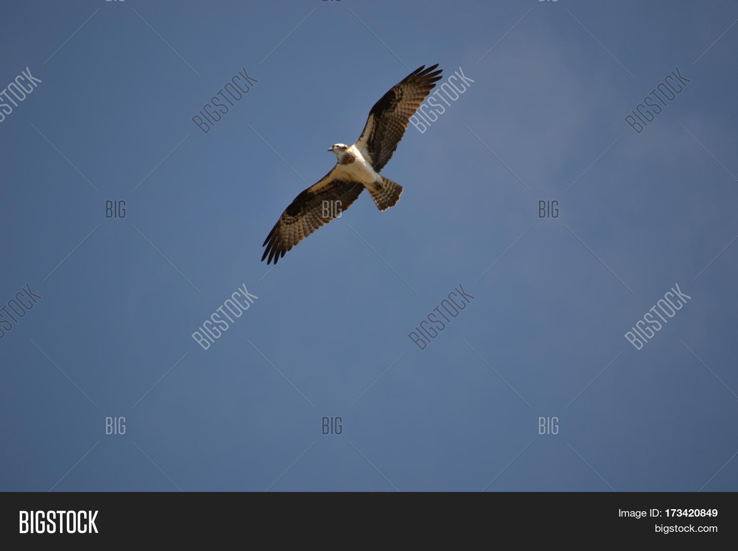 Osprey Flying Over Image & Photo (Free Trial) | Bigstock