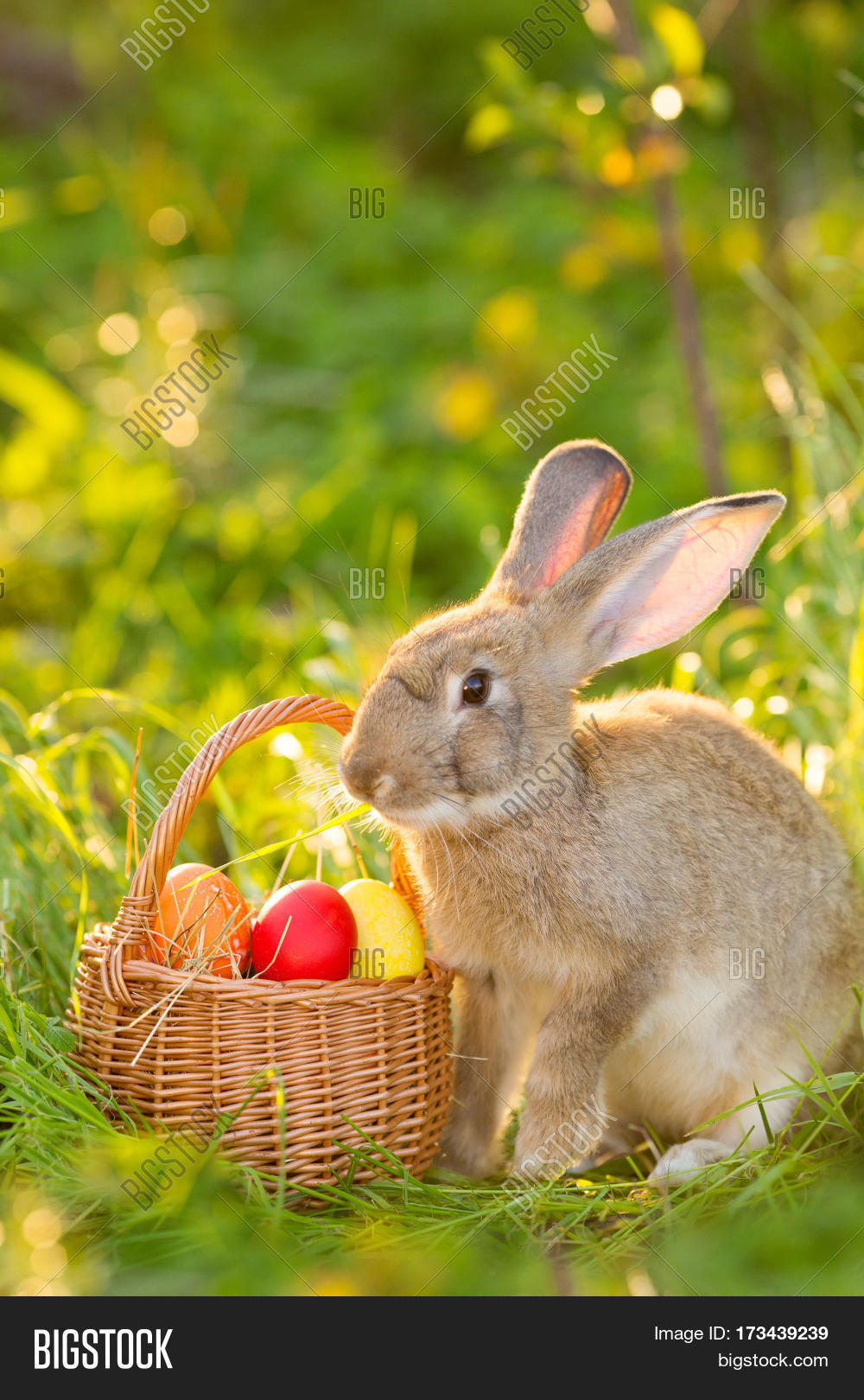 Easter Bunny Basket Image & Photo (Free Trial) | Bigstock