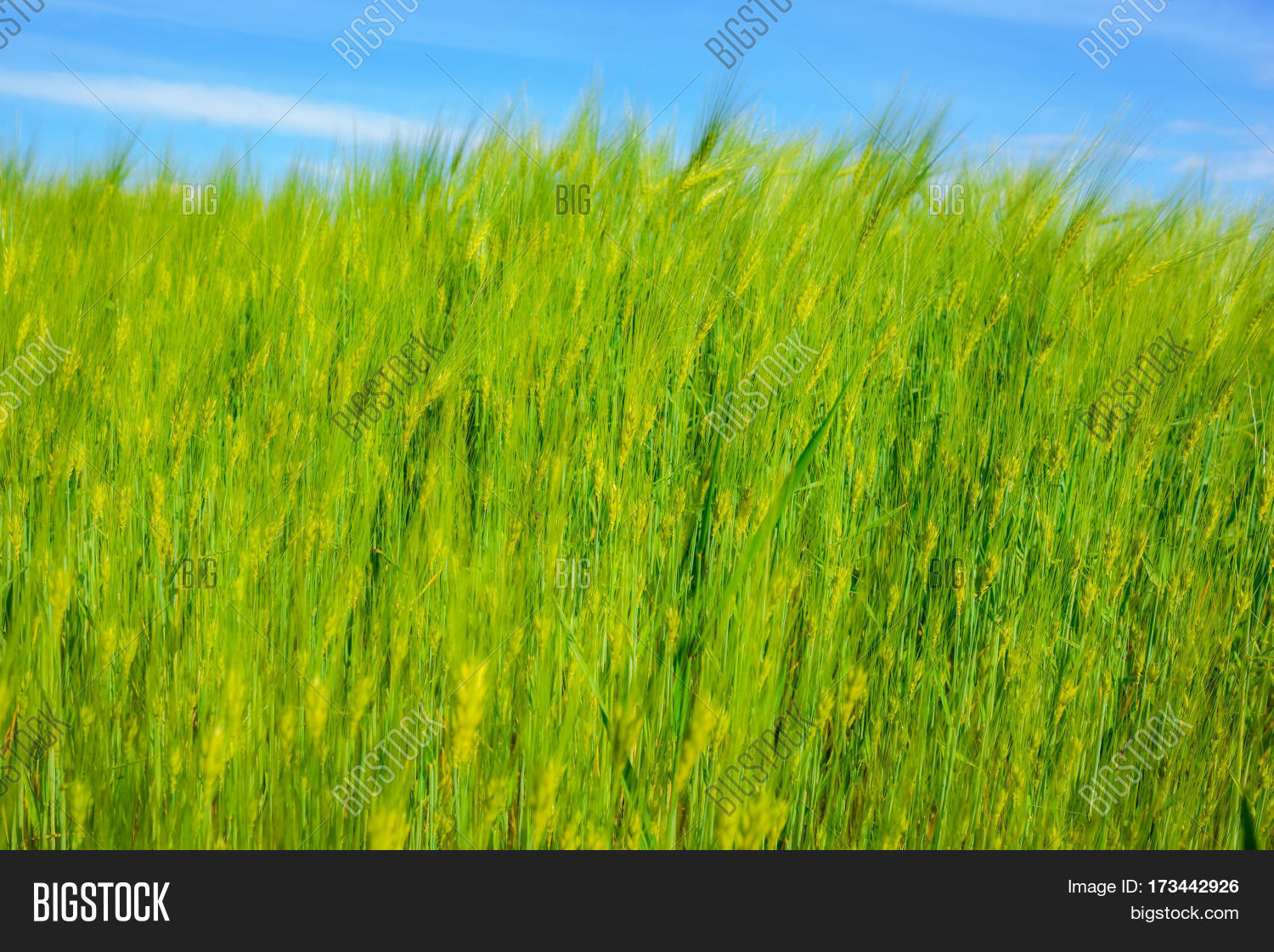 Landscape Barley Field Image & Photo (Free Trial) | Bigstock