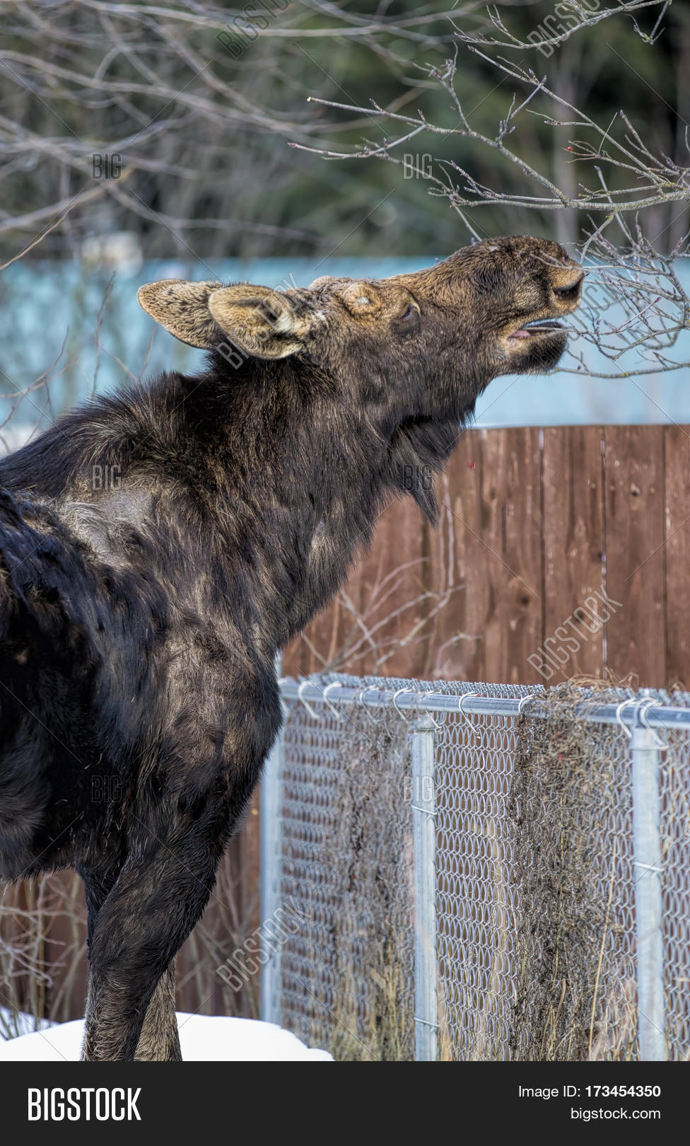 Young Moose Eating Image & Photo (Free Trial) | Bigstock