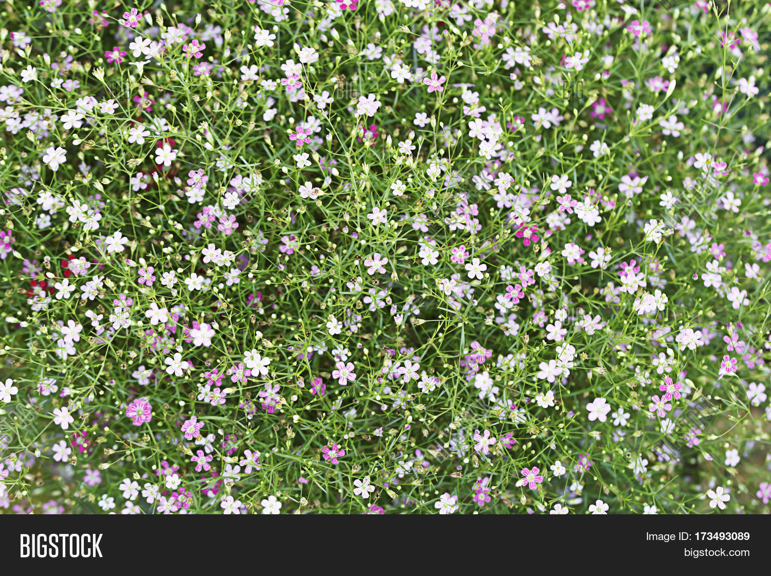 Gypso Flower Garden Image & Photo (Free Trial) | Bigstock
