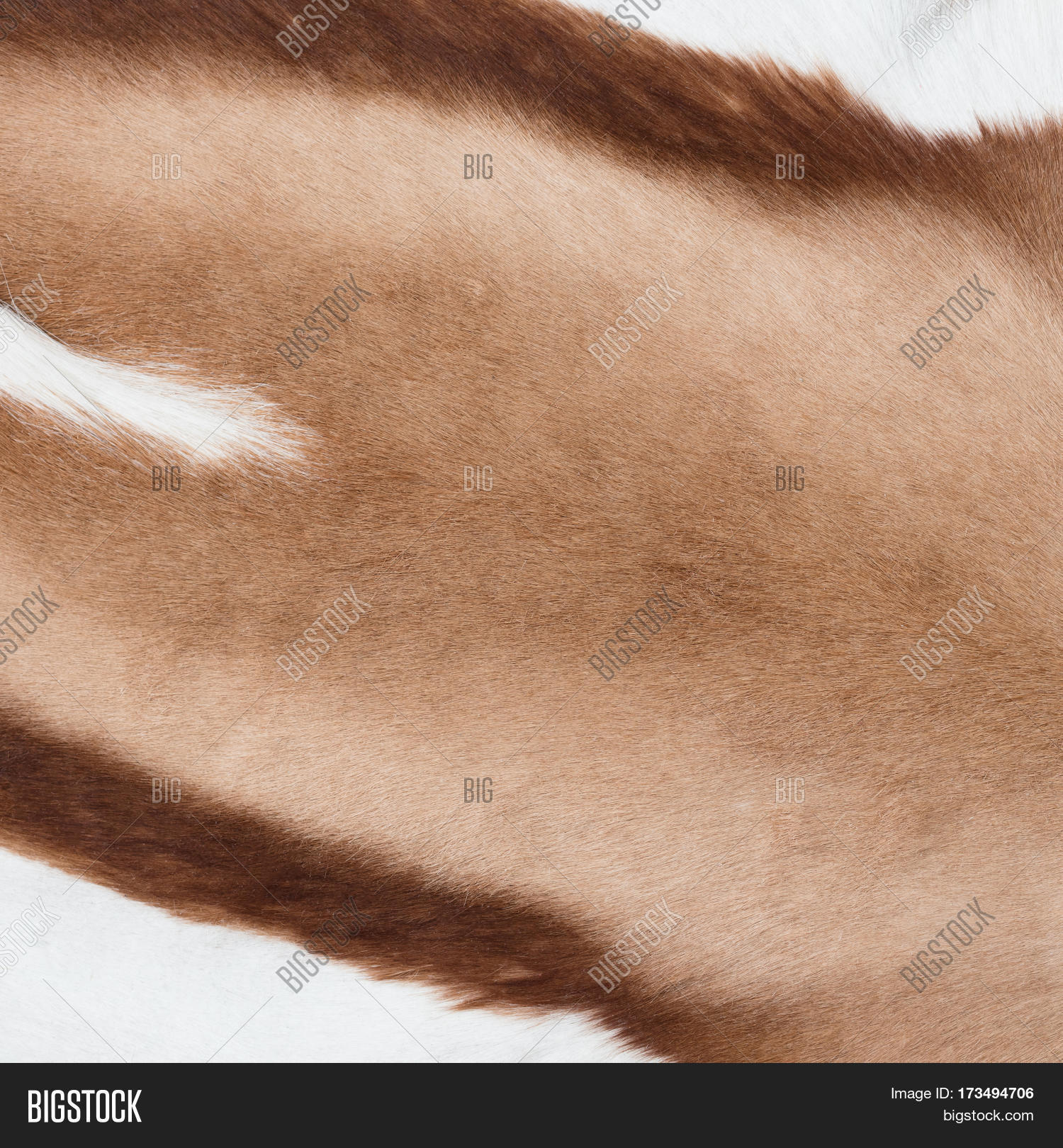 Coat Springbok Image & Photo (Free Trial) | Bigstock