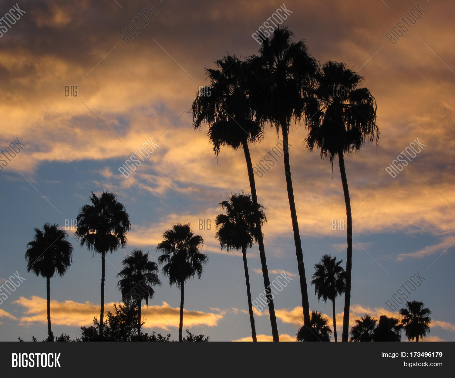 Tall, Thin Palm Trees Image & Photo (Free Trial) | Bigstock
