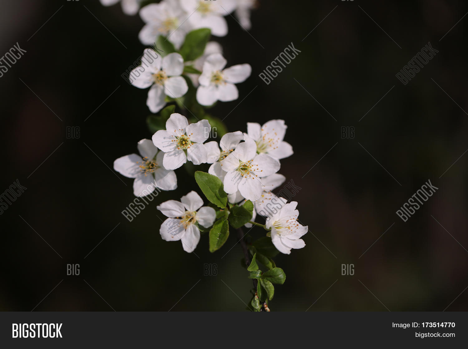 White Sakura Flower Image & Photo (Free Trial) | Bigstock