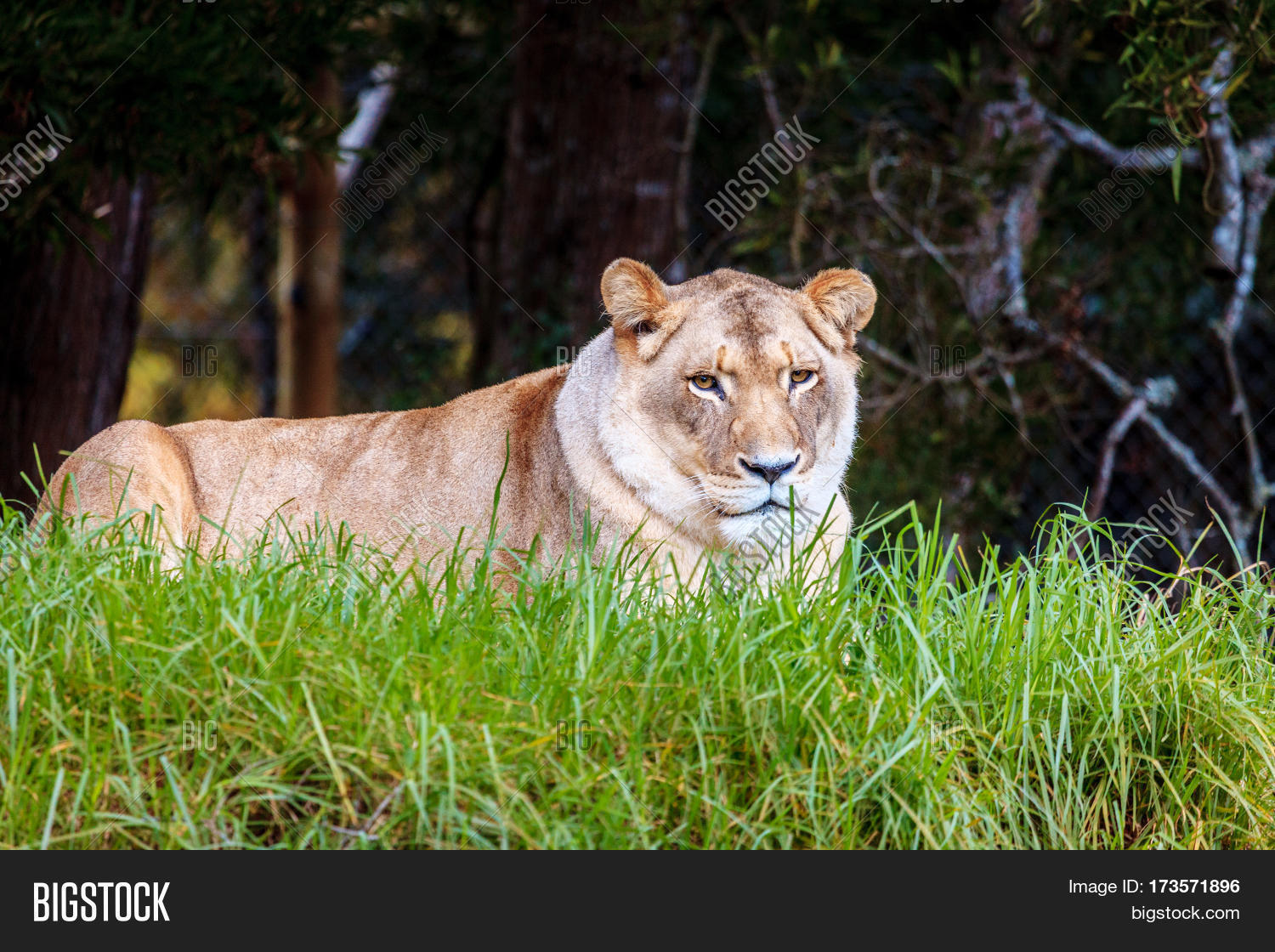 White Lioness Resting Image & Photo (Free Trial) | Bigstock