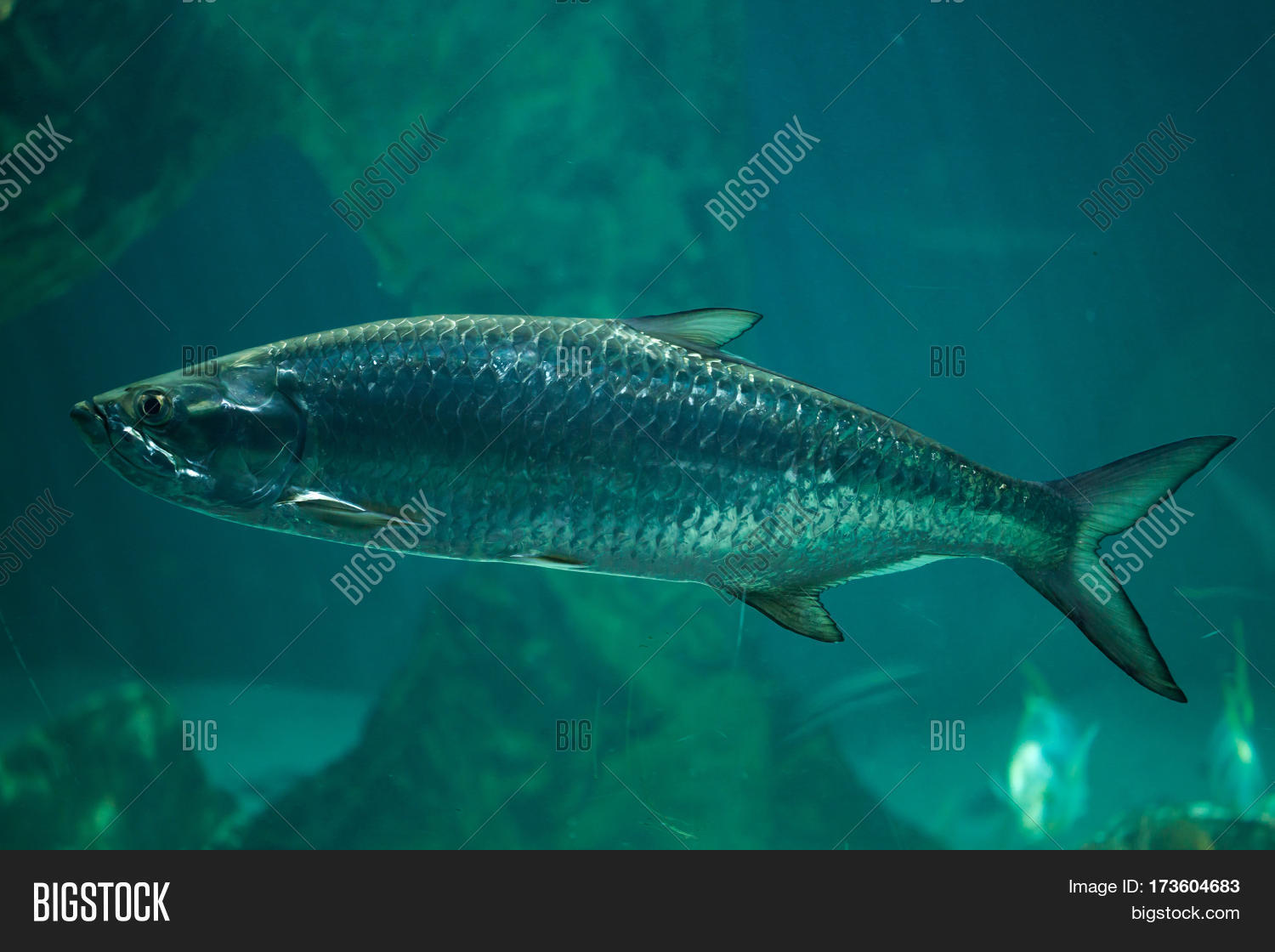 Atlantic Tarpon ( Image & Photo (Free Trial) | Bigstock