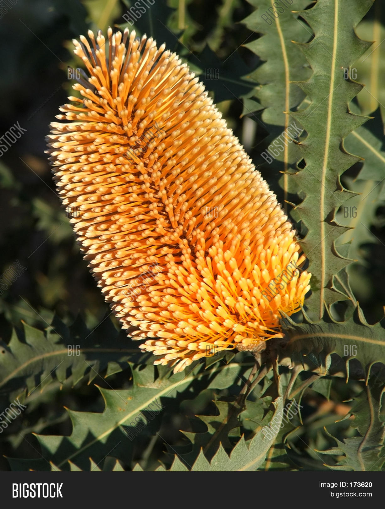 Flowers - Banksia Image & Photo (Free Trial) | Bigstock