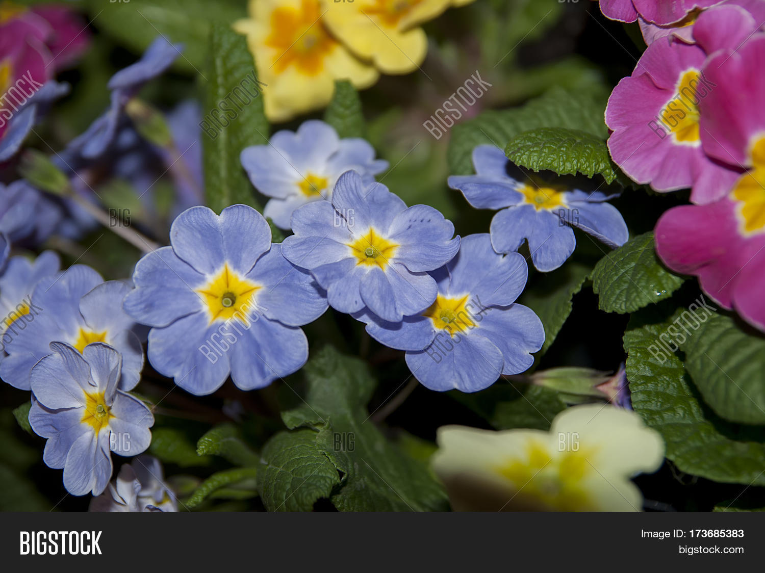 Lilac Yellow Primrose Image & Photo (Free Trial) | Bigstock