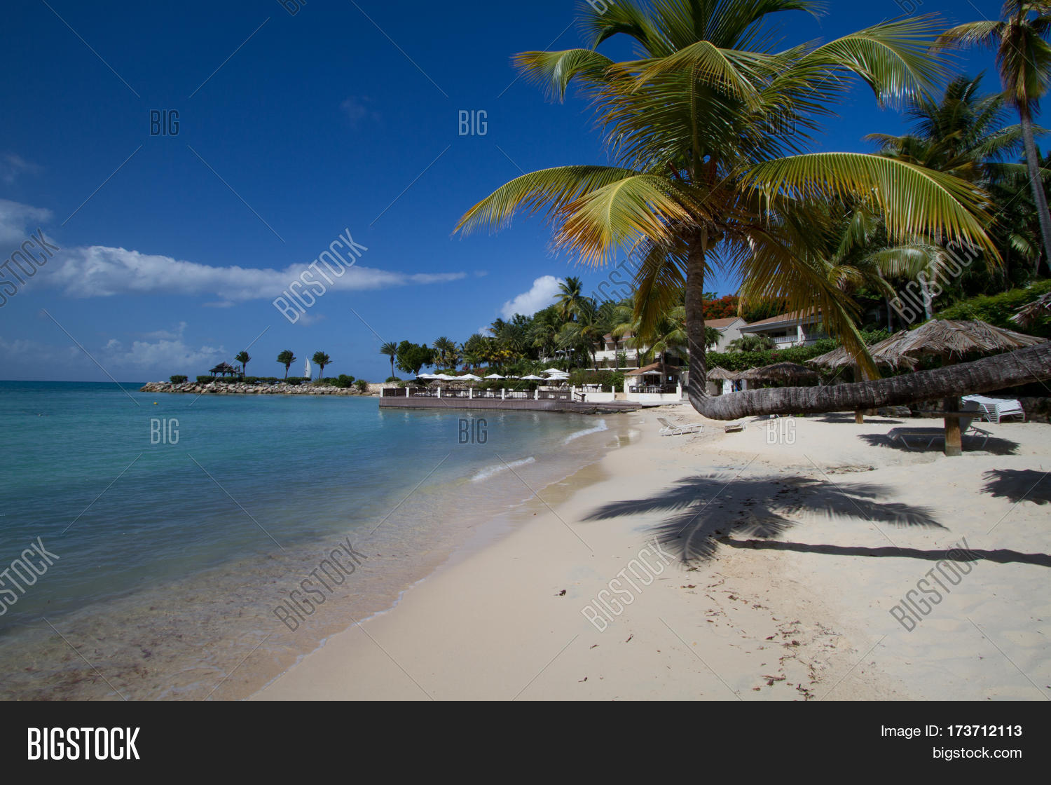 -called Hugo Tree Image & Photo (Free Trial) | Bigstock