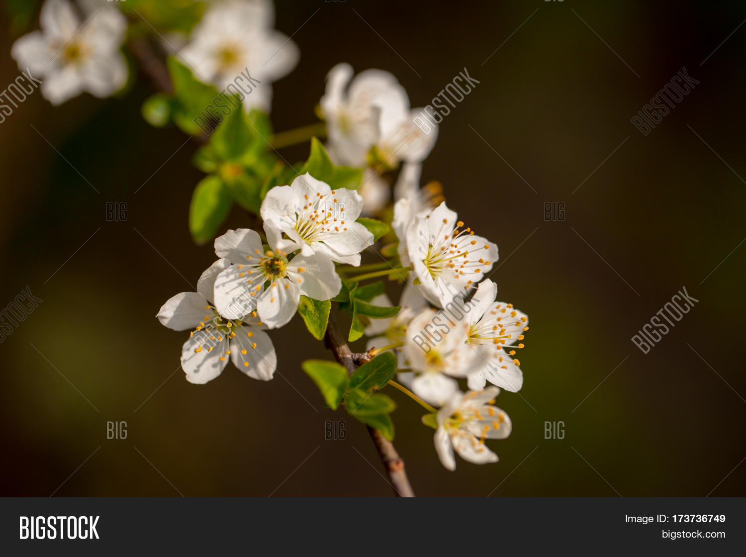 White Sakura Flower Image & Photo (Free Trial) | Bigstock
