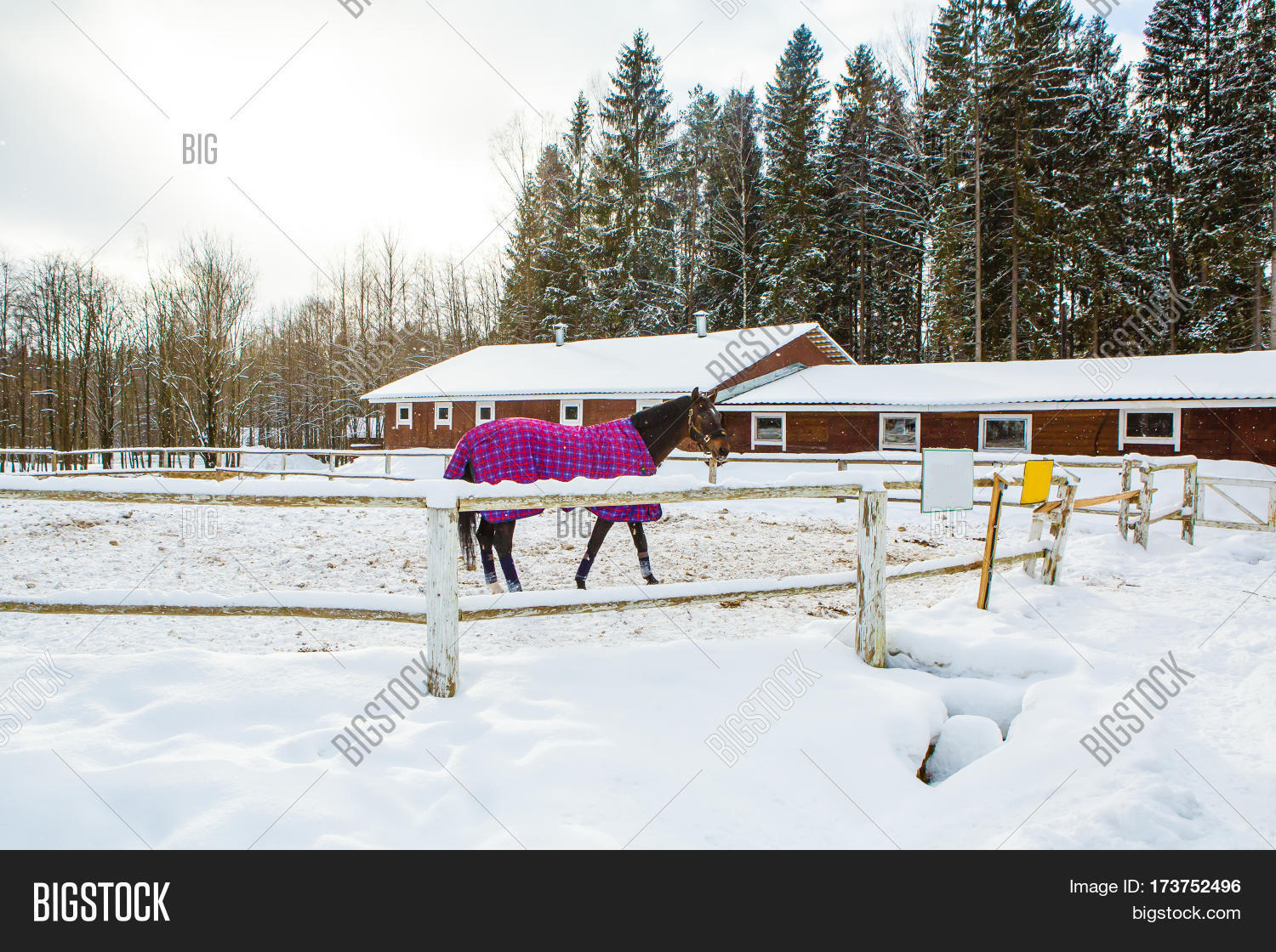 Horse Winter Paddock Image & Photo (Free Trial) | Bigstock