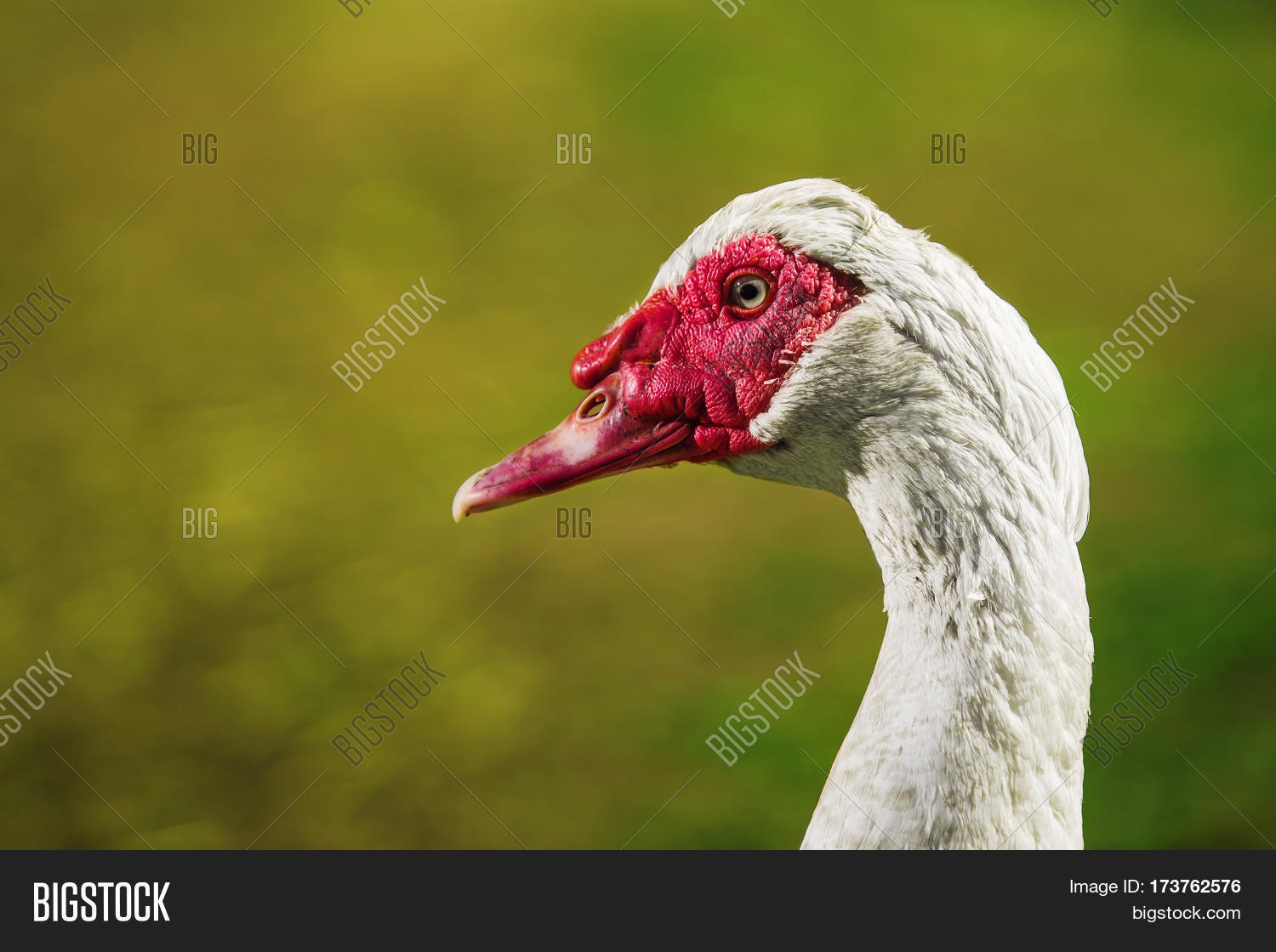 White Muscovy Bird Red Image & Photo (Free Trial) | Bigstock