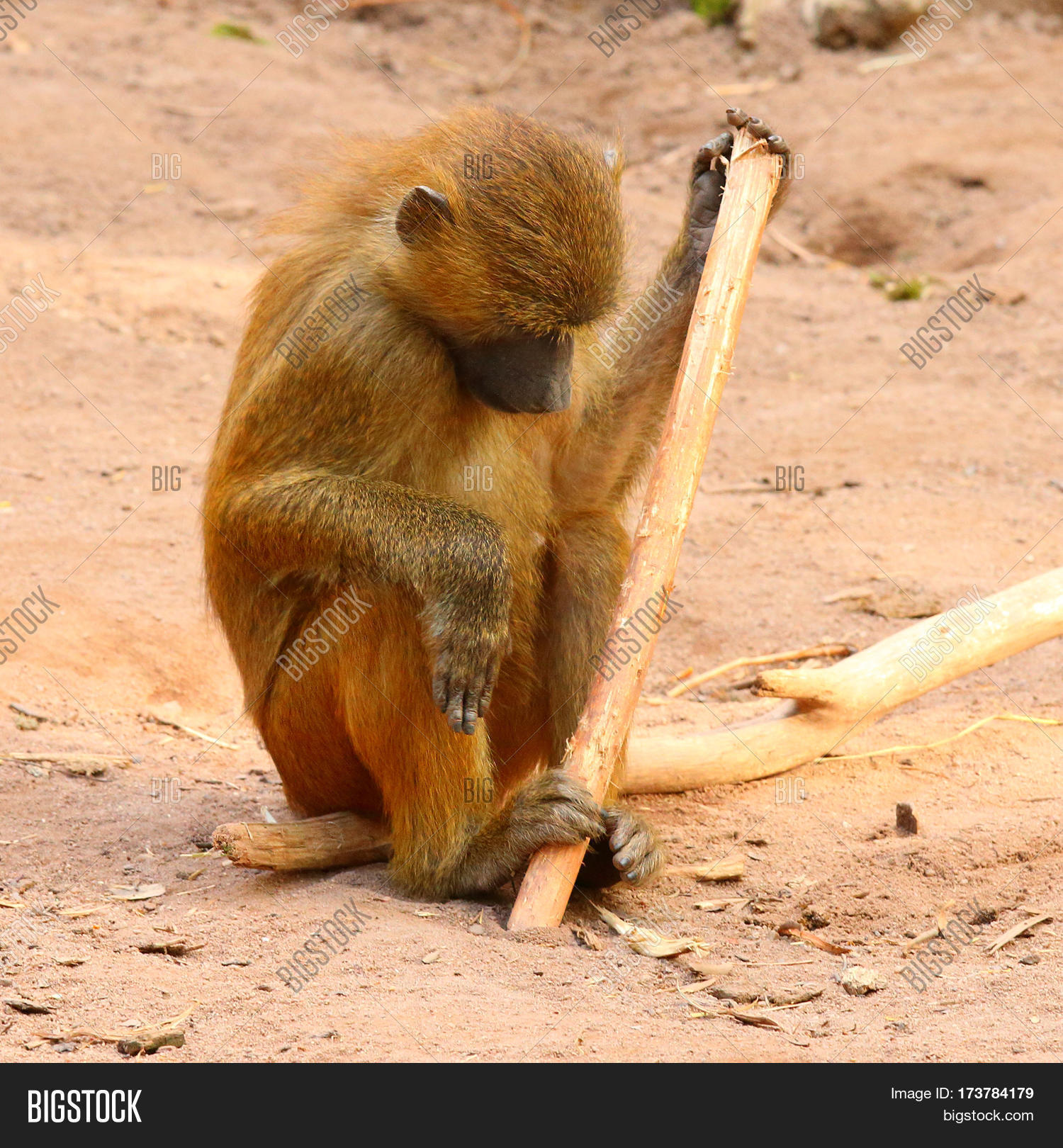 Gelada Baboon ( Image & Photo (Free Trial) | Bigstock