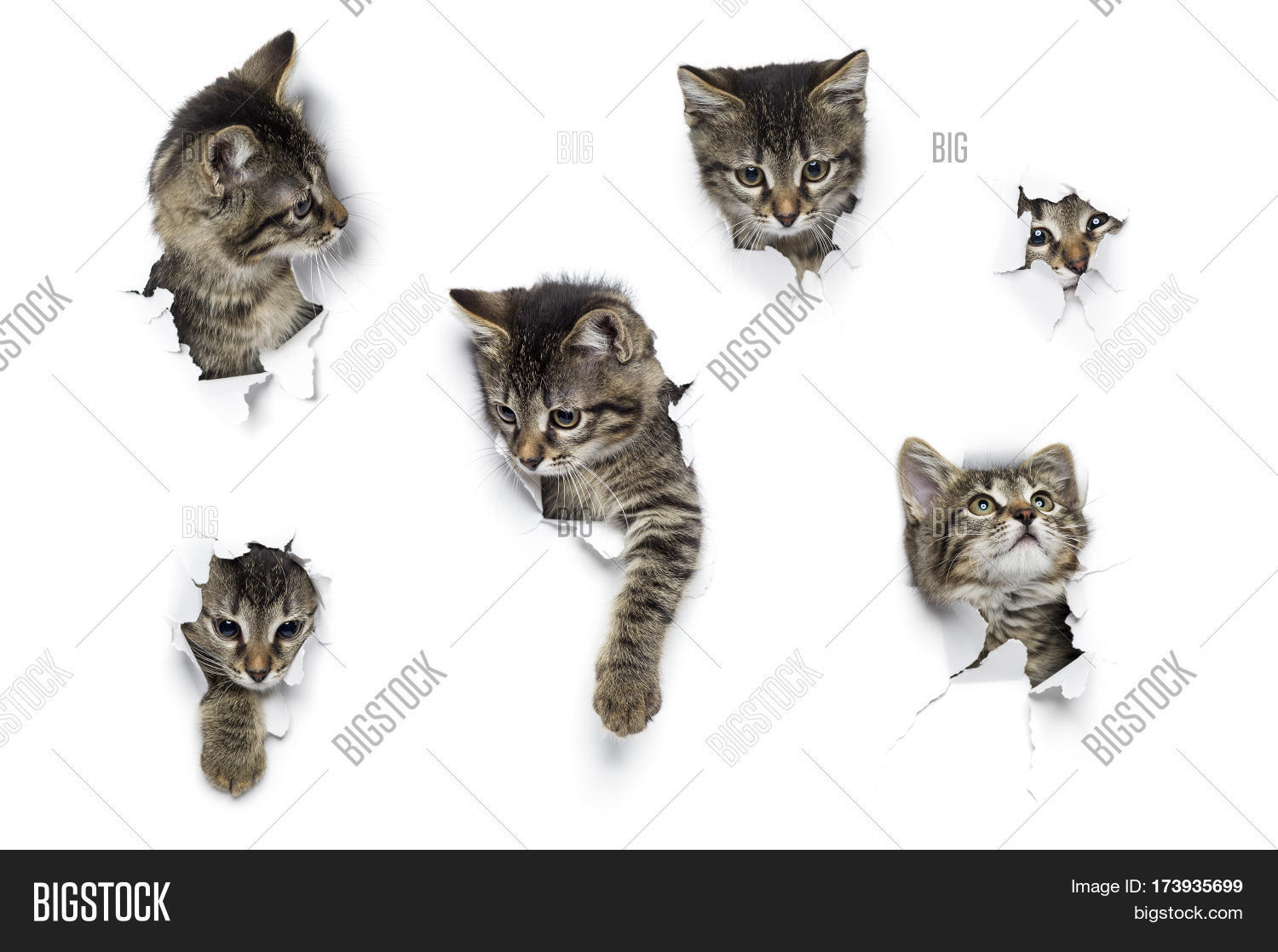 Cats Holes Paper, Image & Photo (Free Trial) | Bigstock