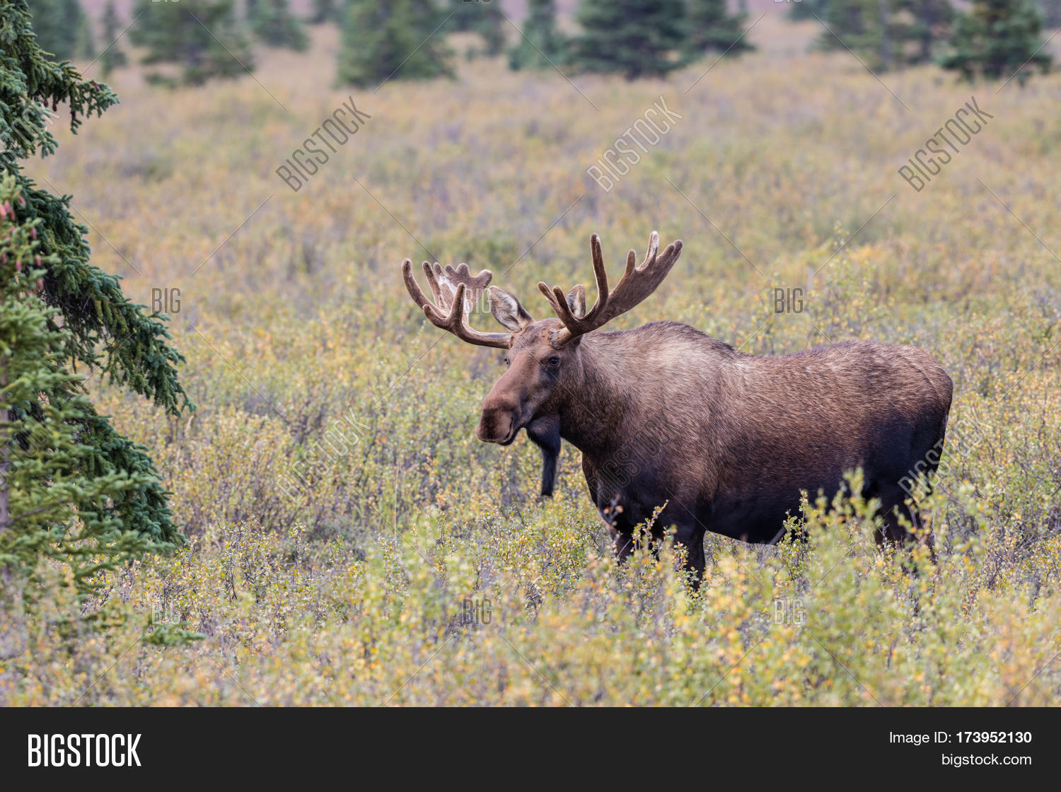 Alaska Yukon Bull Image & Photo (Free Trial) | Bigstock
