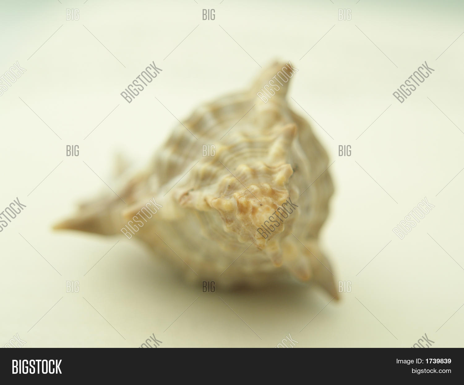 Sea Shell Image & Photo (Free Trial) | Bigstock