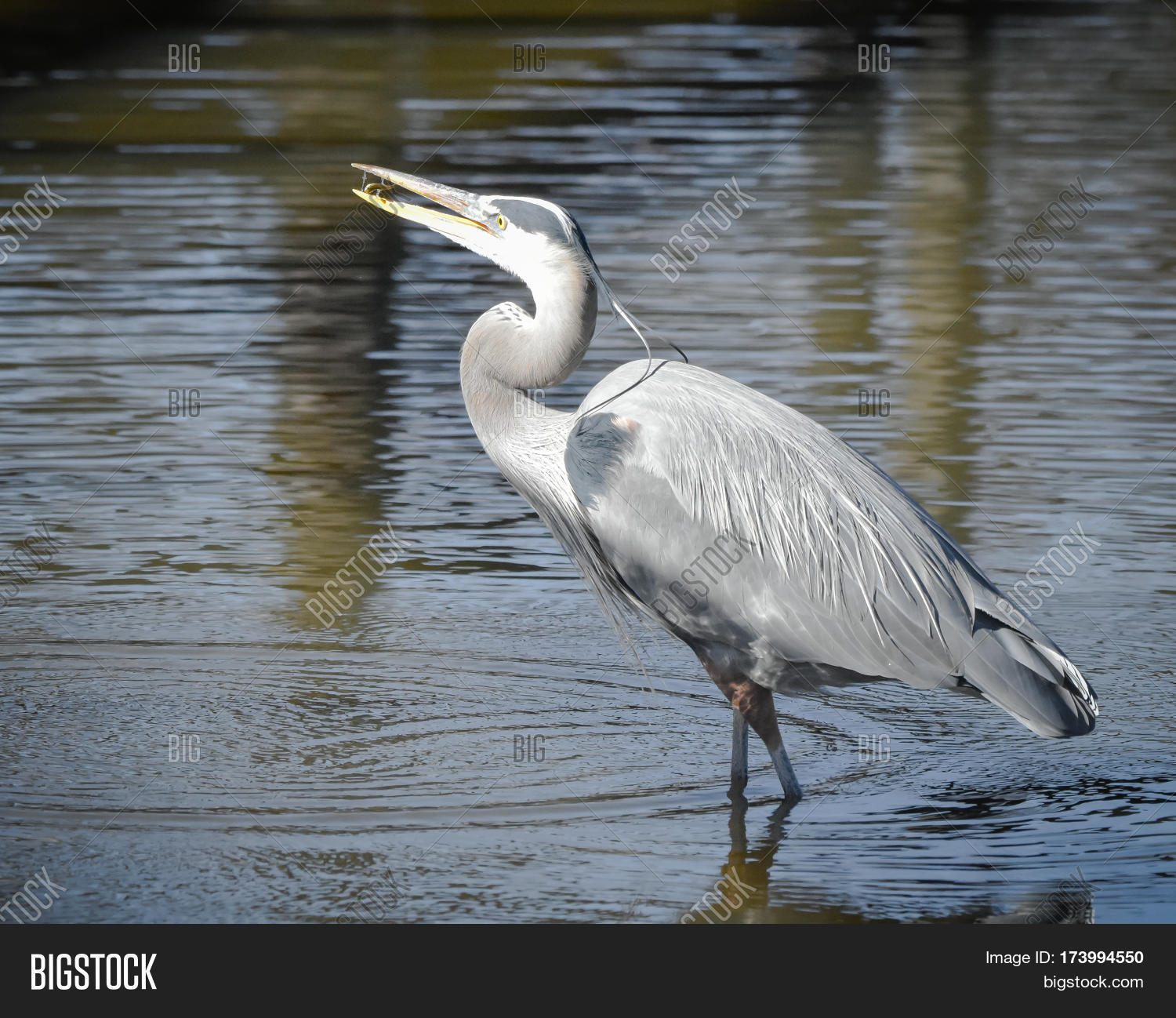 Great Blue Herons Image & Photo (Free Trial) | Bigstock