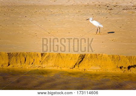 Egret Walking On Image & Photo (Free Trial) | Bigstock
