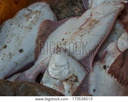 Fresh Fish Image & Photo (Free Trial) | Bigstock