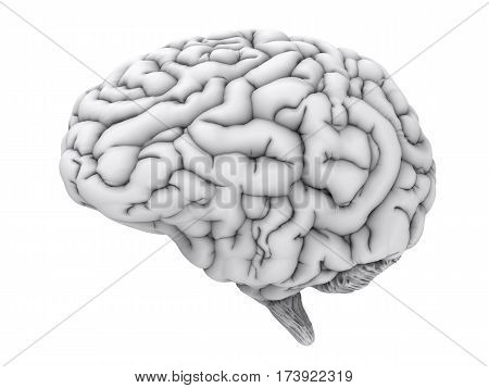 White Human Brain Image & Photo (Free Trial) | Bigstock