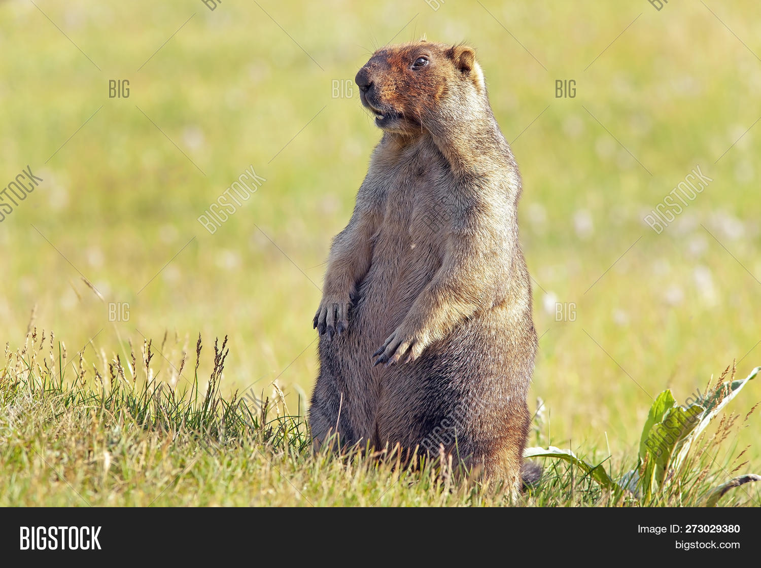 Funny Groundhog Fluffy Image & Photo (Free Trial) | Bigstock
