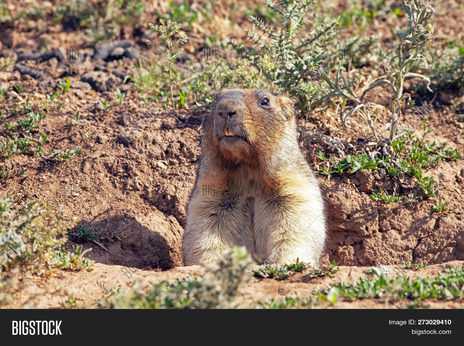 Funny Groundhog Fluffy Image & Photo (Free Trial) | Bigstock
