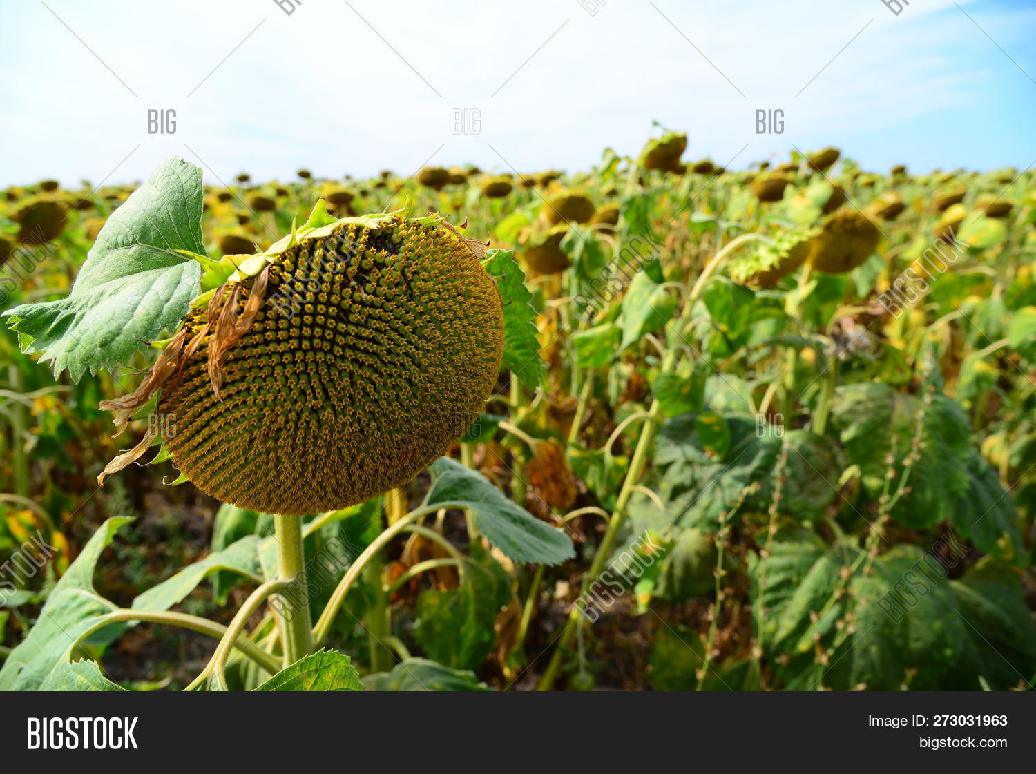 Field Ripe Big Image & Photo (Free Trial) | Bigstock