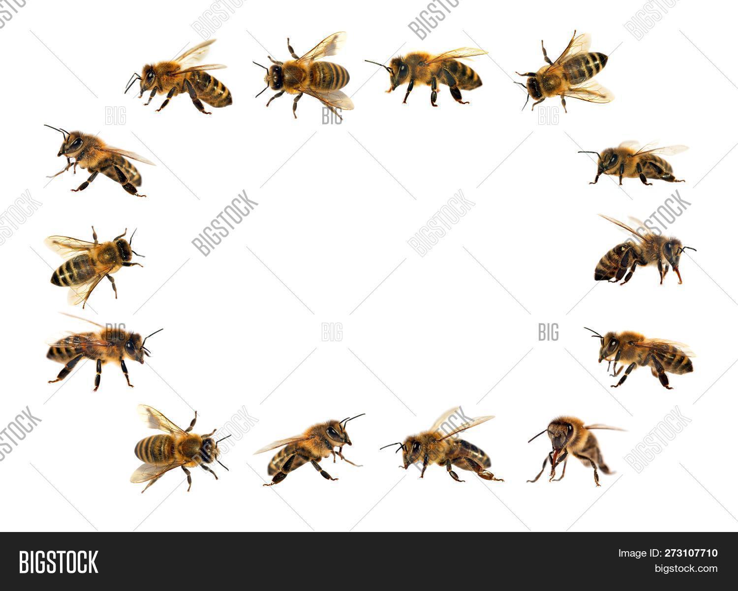 Group Bee Honeybee Image & Photo (Free Trial) | Bigstock