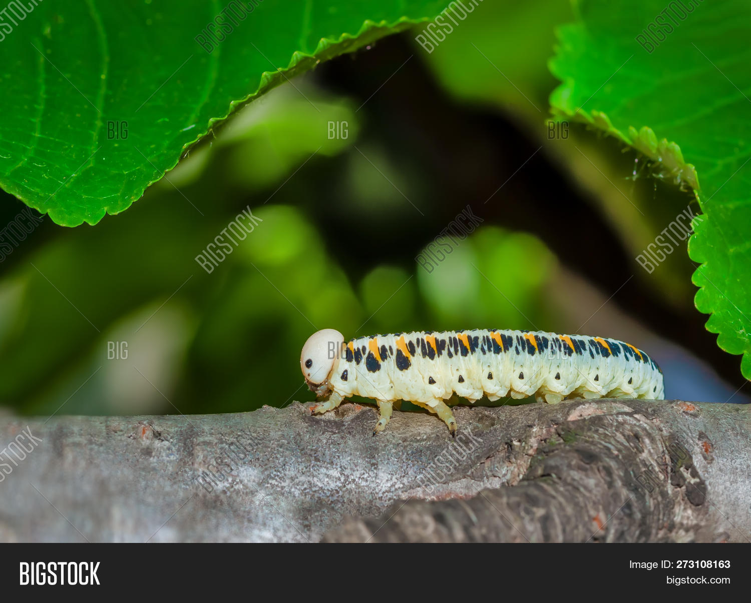 Close White Insect Image & Photo (Free Trial) | Bigstock