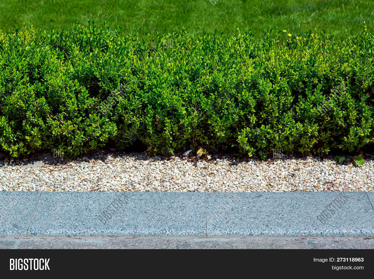 Green Hedge Deciduous Image & Photo (Free Trial) | Bigstock