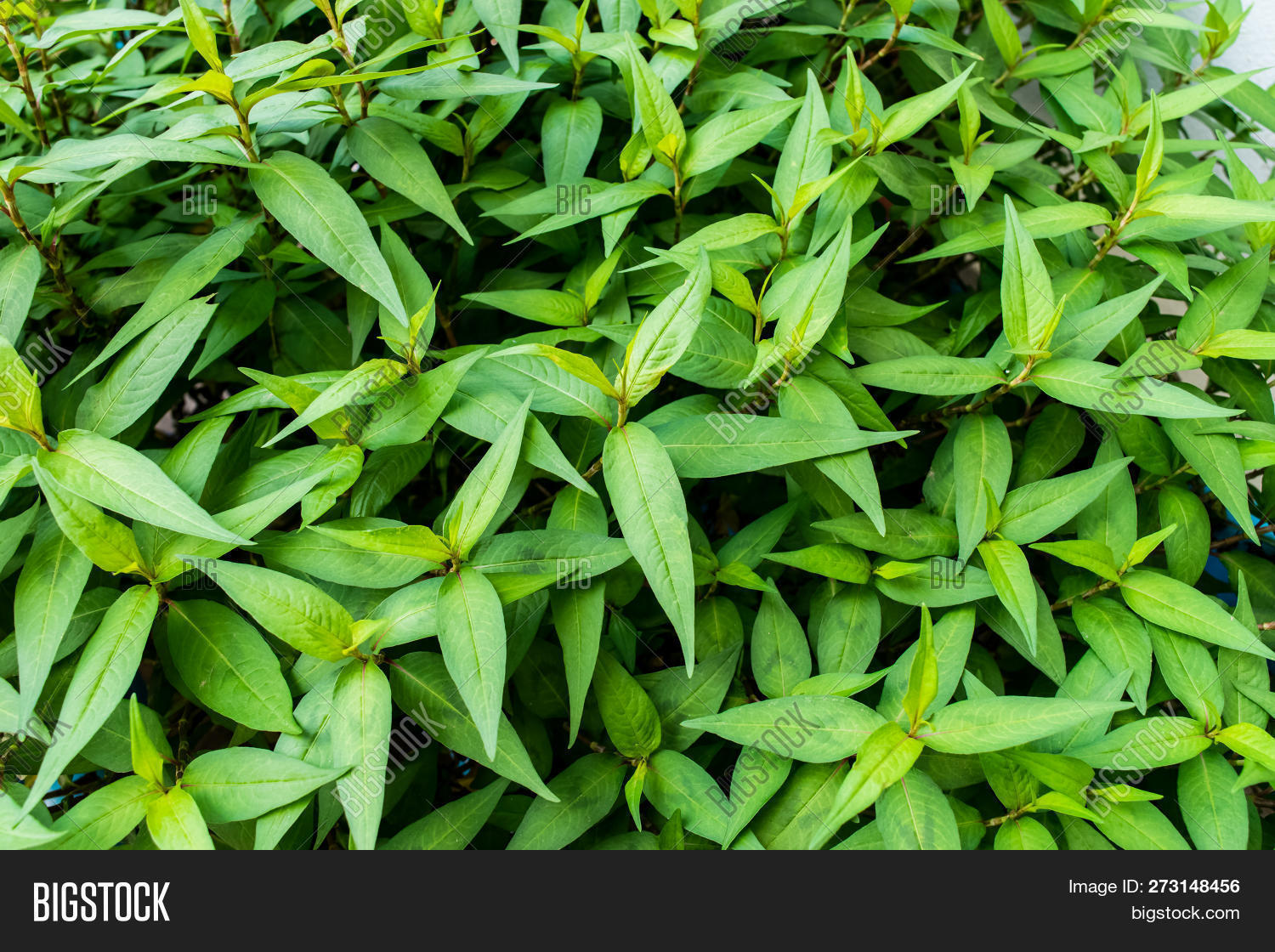 Coriander Tree