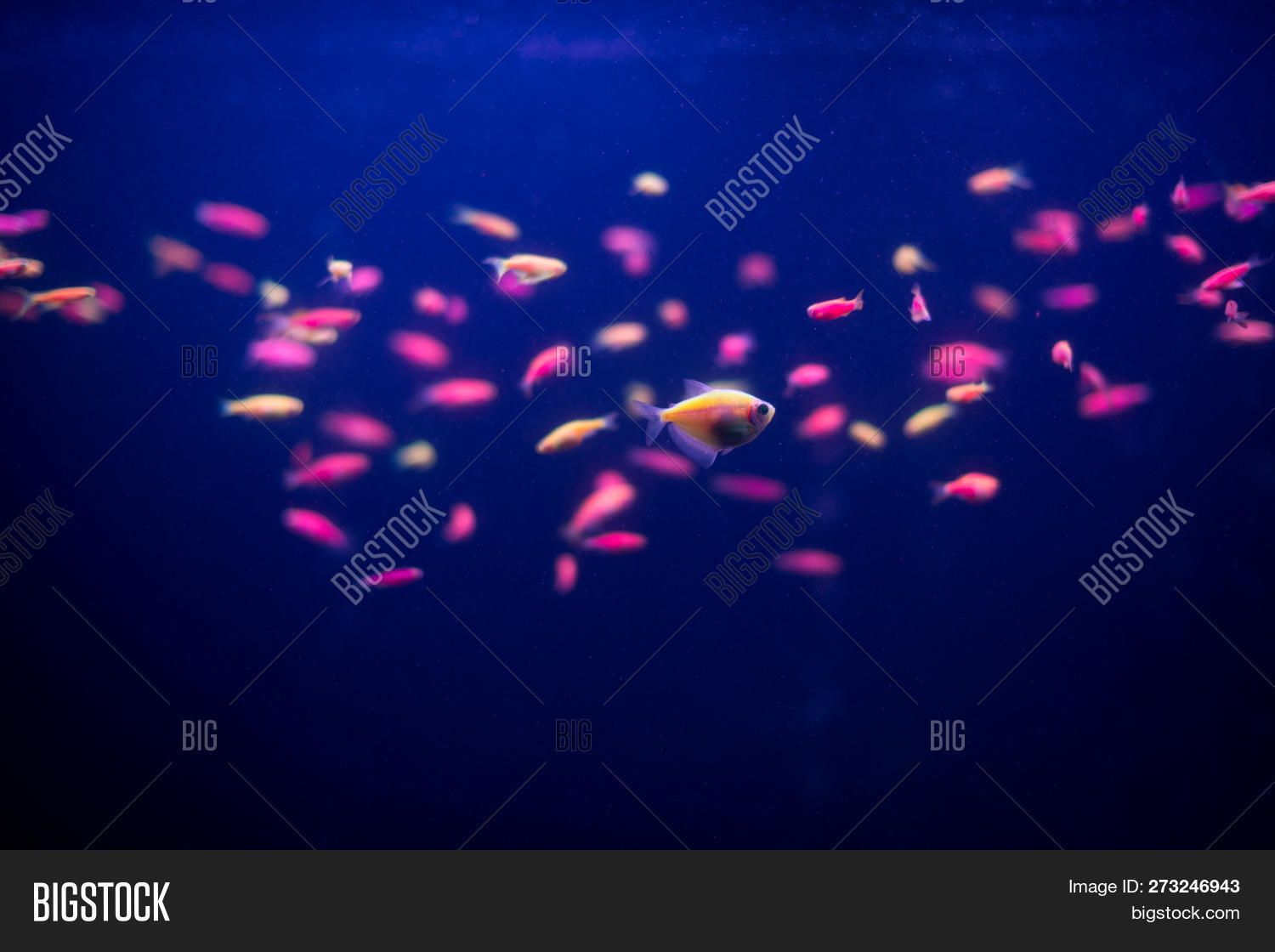 Blurred Background. Image & Photo (Free Trial) | Bigstock