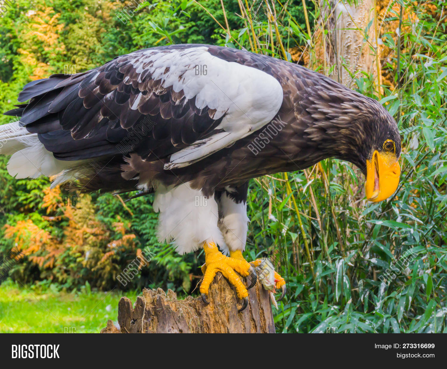 Sea Eagle Eating Prey Image & Photo (Free Trial) | Bigstock