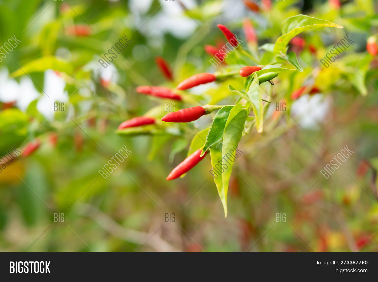 Close Red Bird Chilli Image & Photo (Free Trial) | Bigstock
