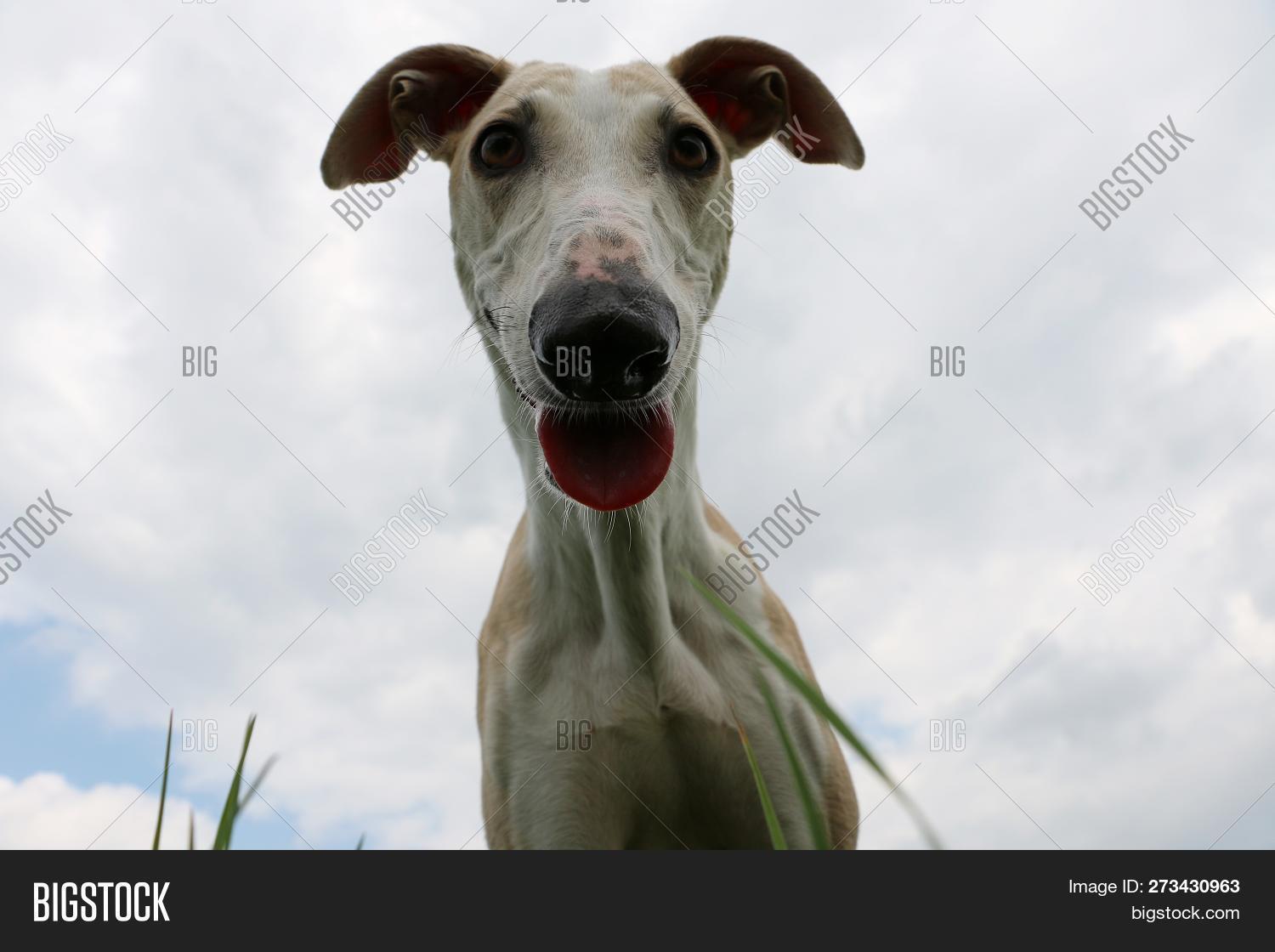 Funny Galgo Standing Image & Photo (Free Trial) | Bigstock