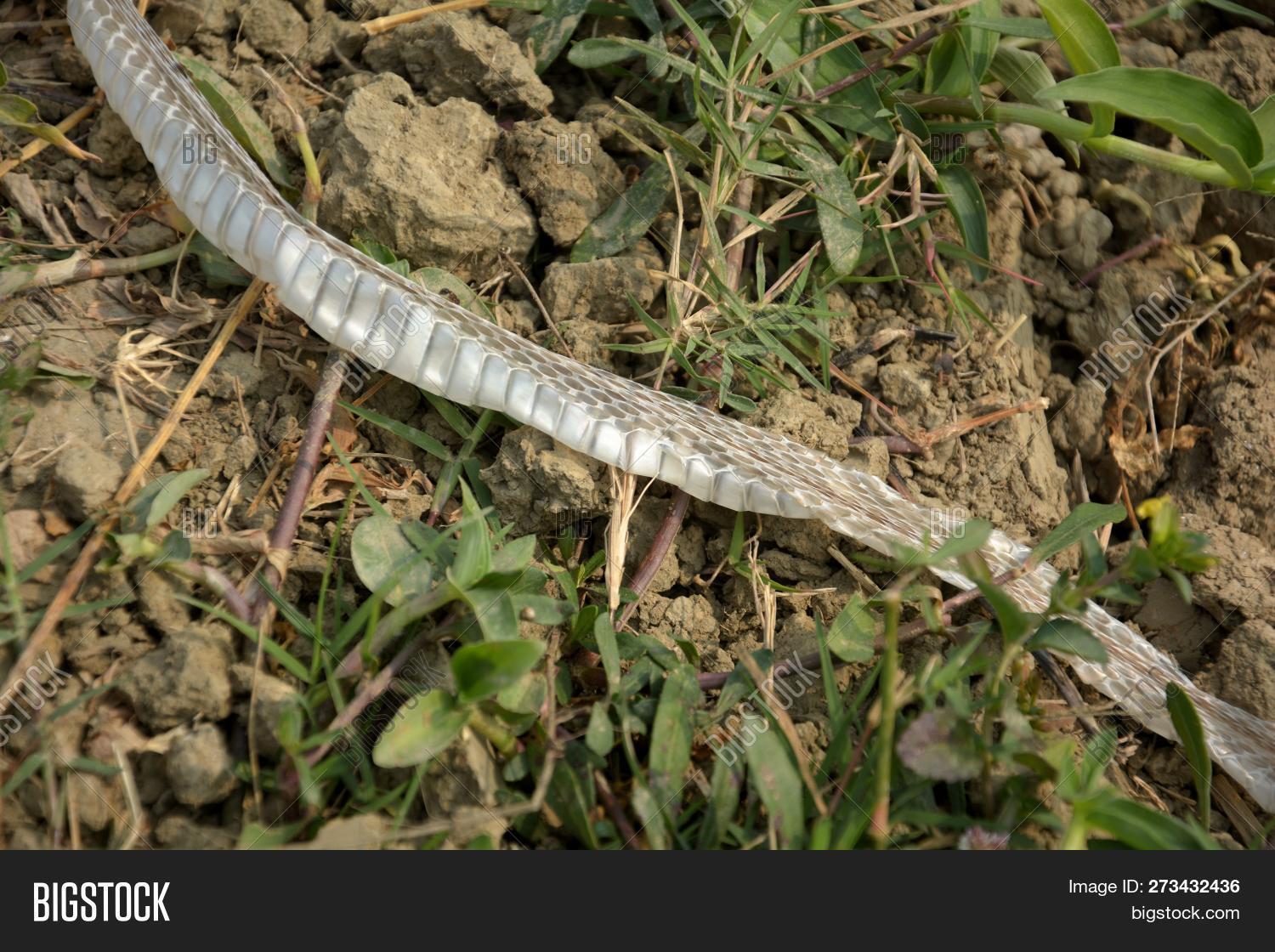 Snake Skin Shedding Image & Photo (Free Trial) | Bigstock