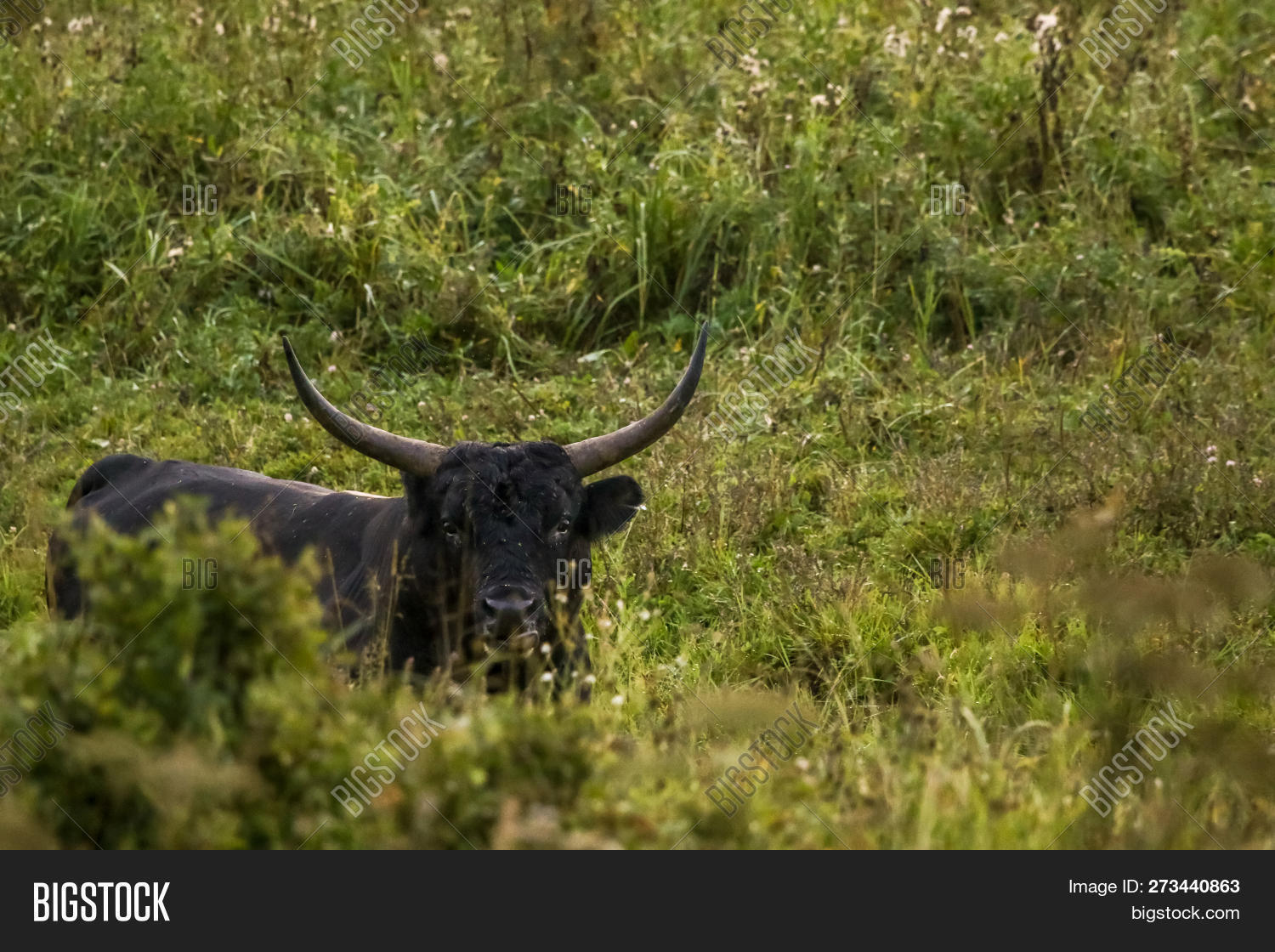 Bull Grazing Meadow Image & Photo (Free Trial) | Bigstock