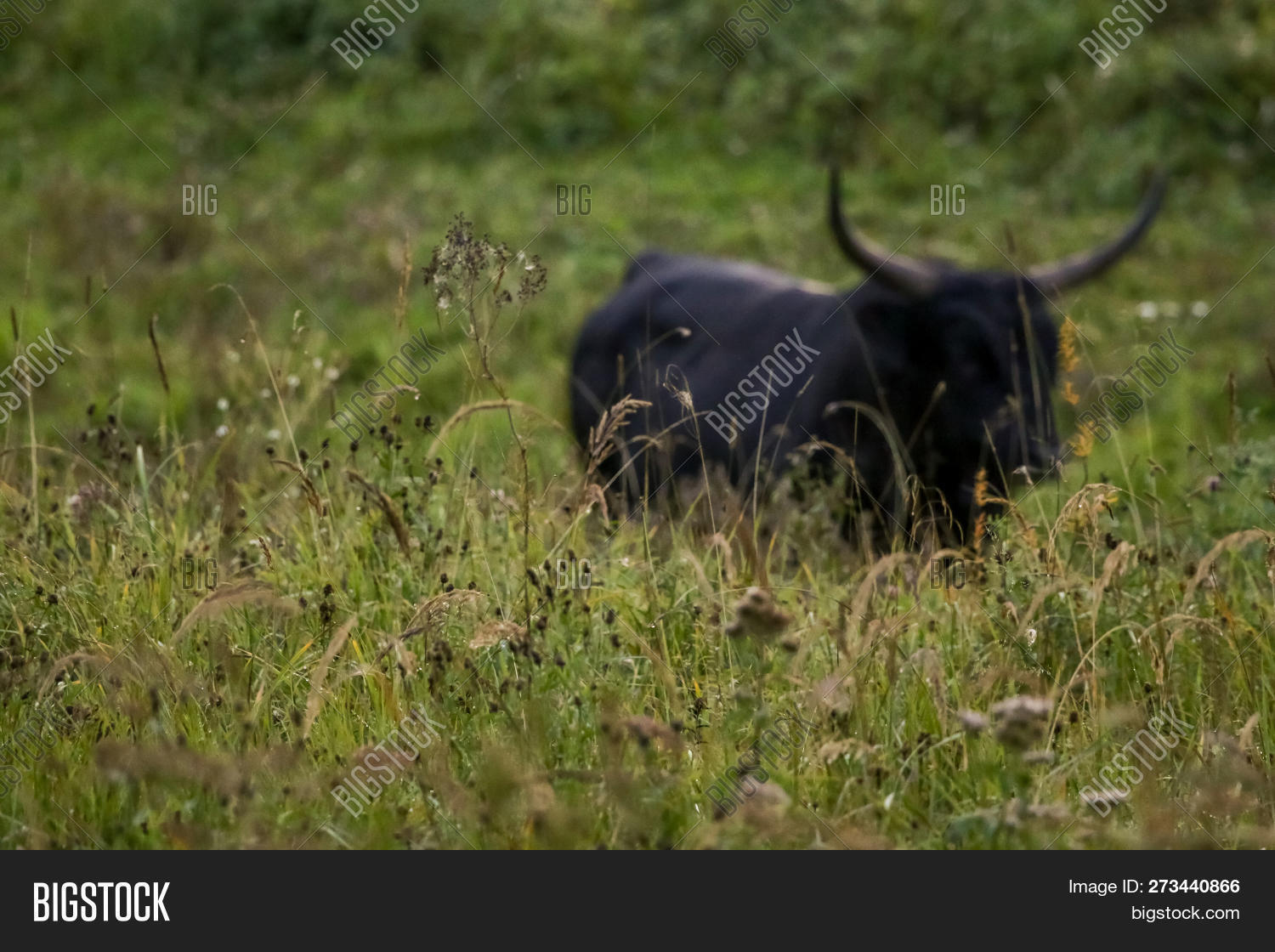 Bull Grazing Meadow Image & Photo (Free Trial) | Bigstock