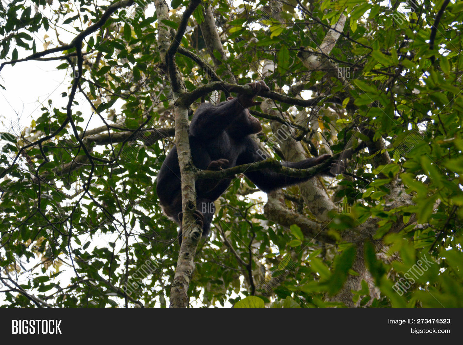 Chimpanzee Climbing Image & Photo (Free Trial) | Bigstock