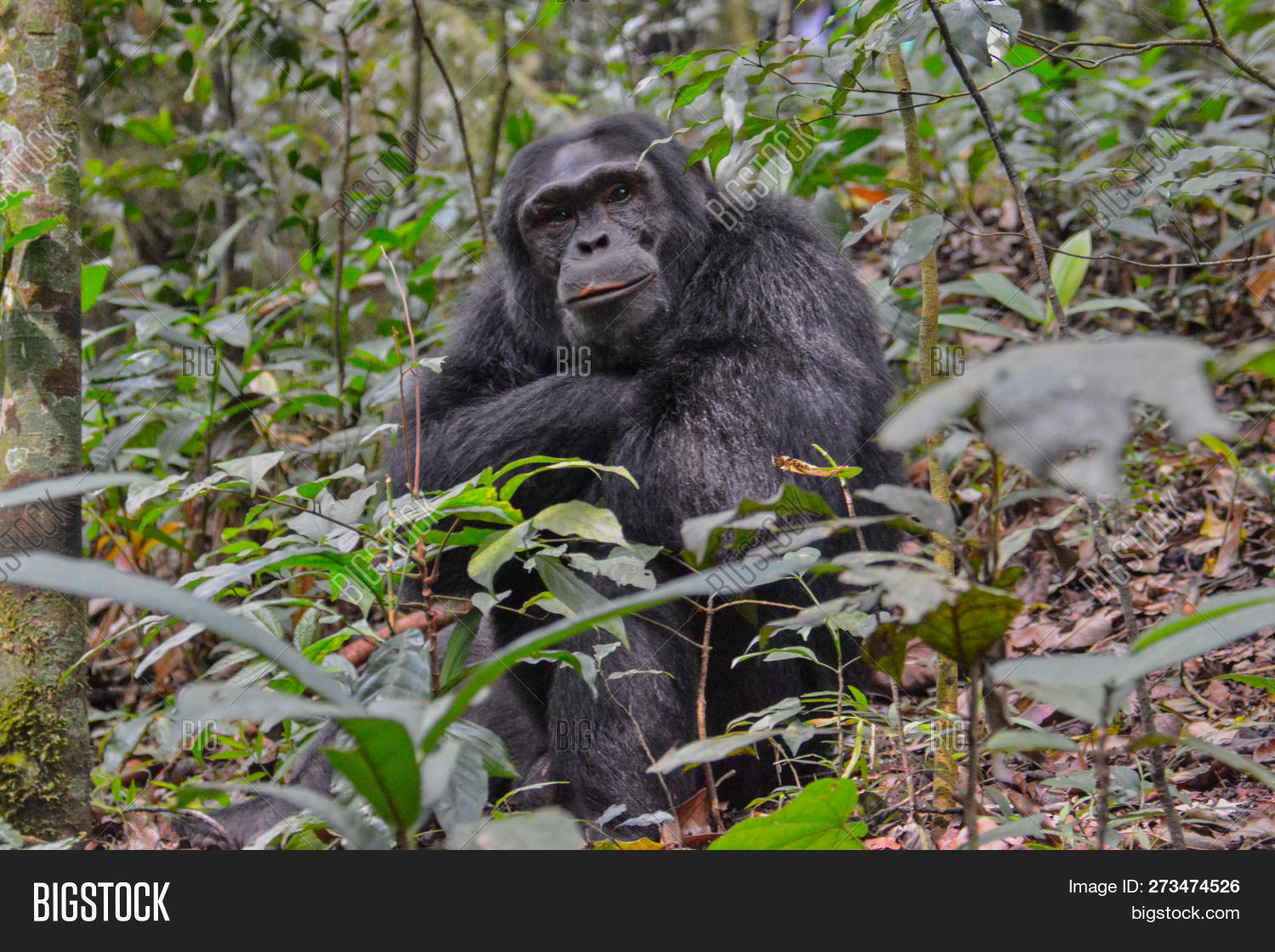 Large Male Chipmanzee Image & Photo (Free Trial) | Bigstock