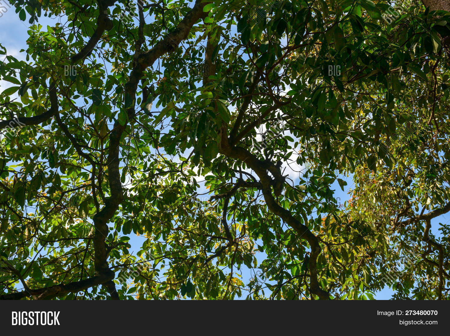 Large Shady Trees, Image & Photo (Free Trial) | Bigstock