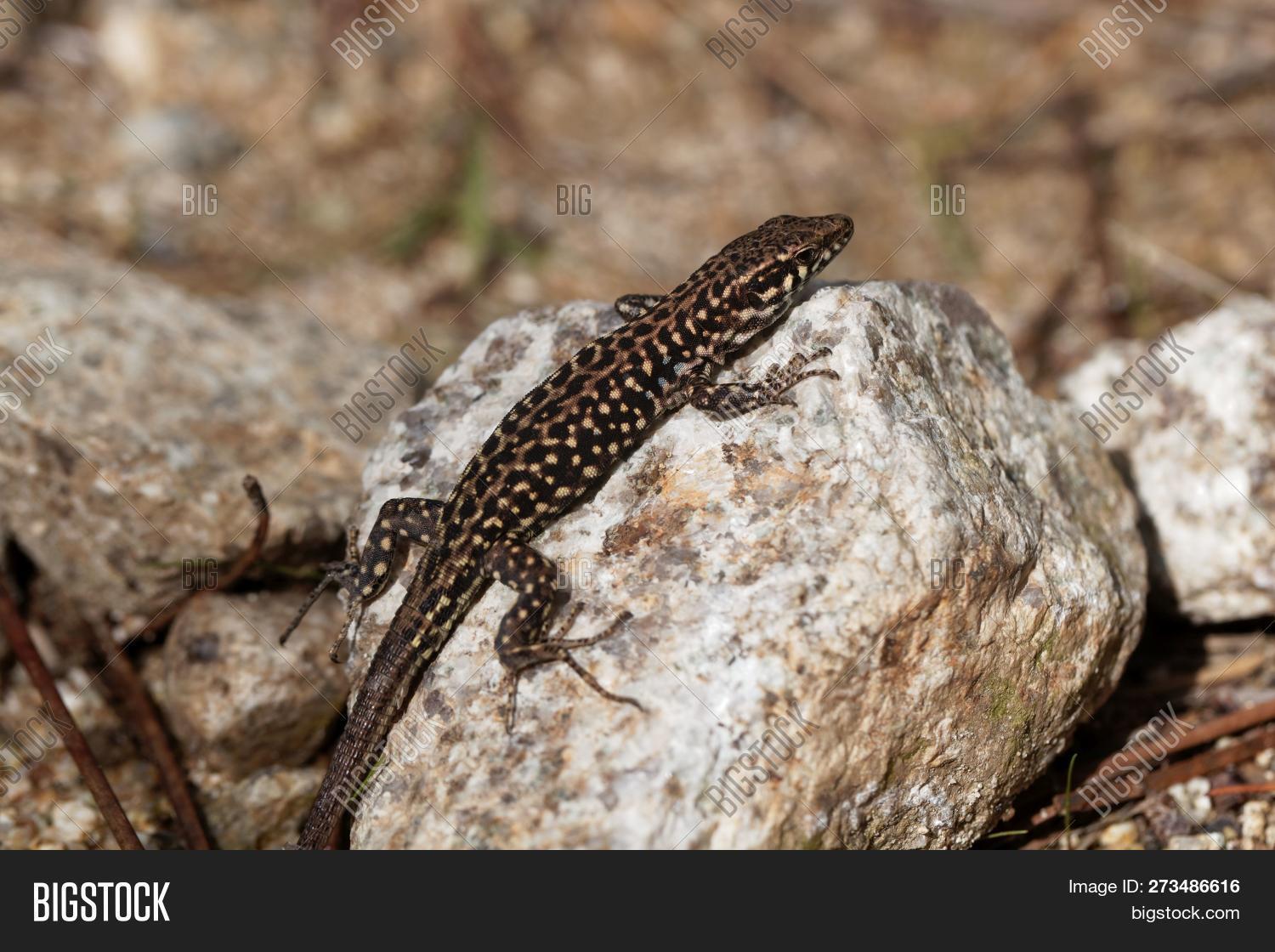 Tyrrhenian Wall Lizard Image & Photo (Free Trial) | Bigstock