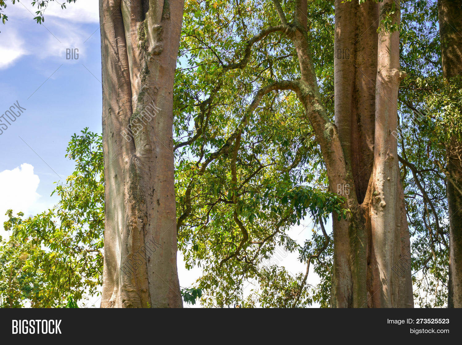 Large Shady Trees, Image & Photo (Free Trial) | Bigstock