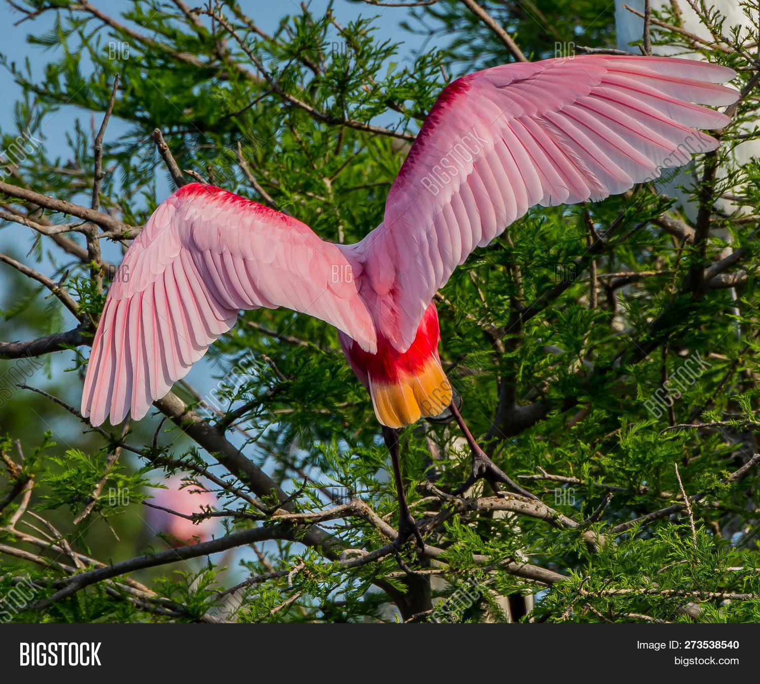 Roseate Spoonbill Image & Photo (Free Trial) | Bigstock