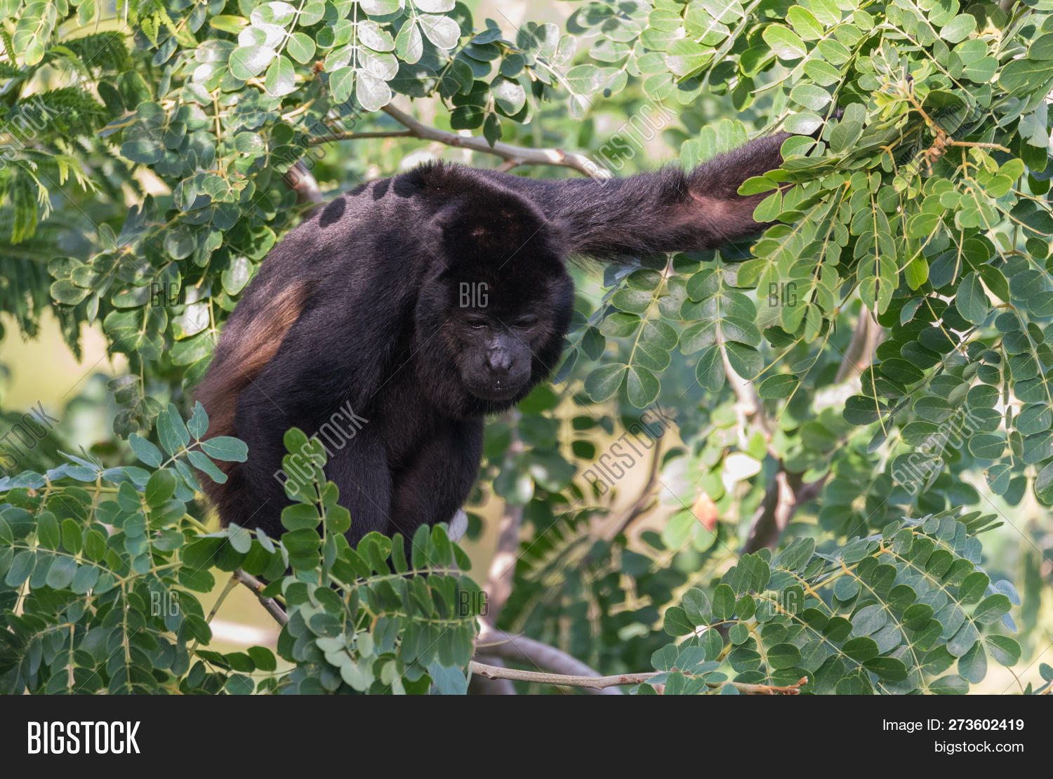 Black Howler Monkey, Image & Photo (Free Trial) | Bigstock