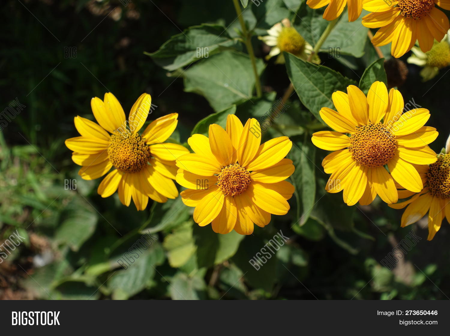 Three Yellow Flowers Image & Photo (Free Trial) | Bigstock