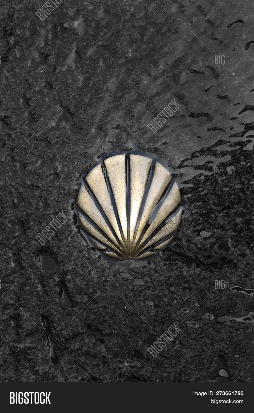 St James Way Shell Image & Photo (Free Trial) | Bigstock