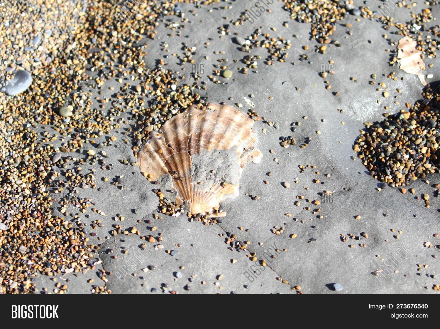 Ancient Scallop Shell Image & Photo (Free Trial) | Bigstock